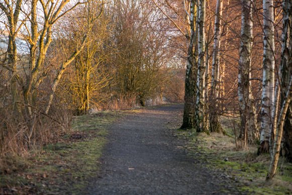 Angus Millennium Forest - Newtyle Park - Woodland Trust