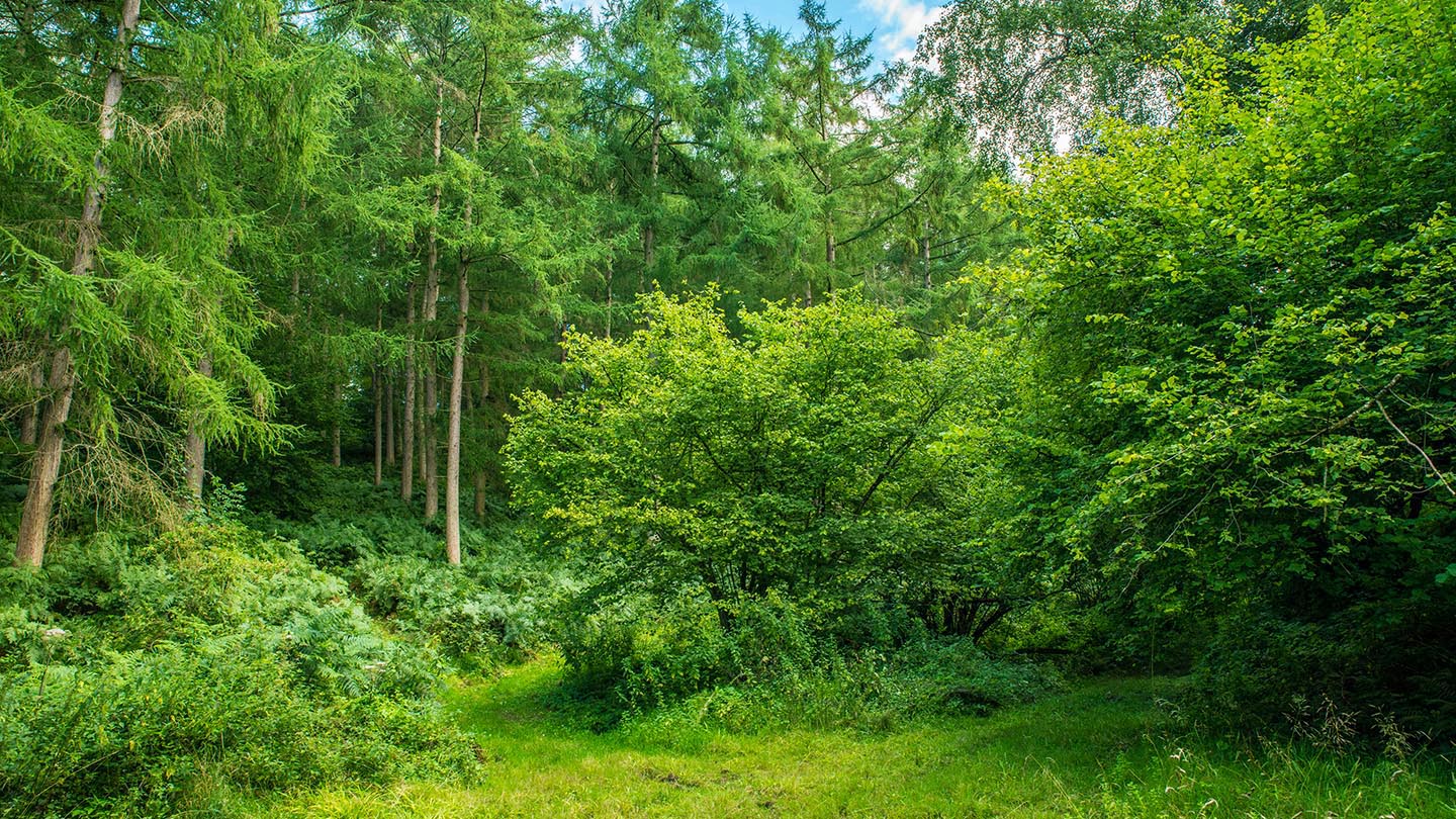 Priory Grove - Visiting Woods - Woodland Trust