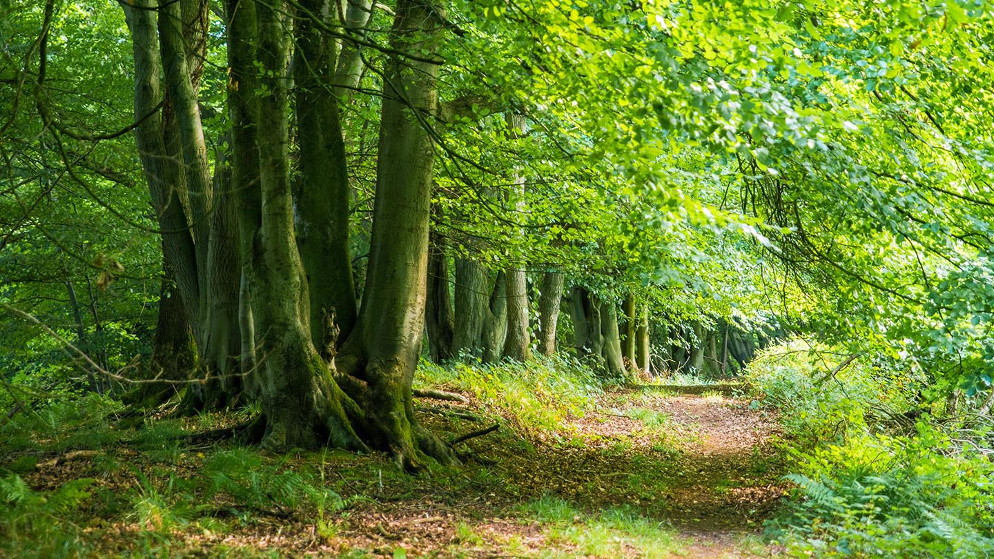 Priory Grove - Visiting Woods - Woodland Trust