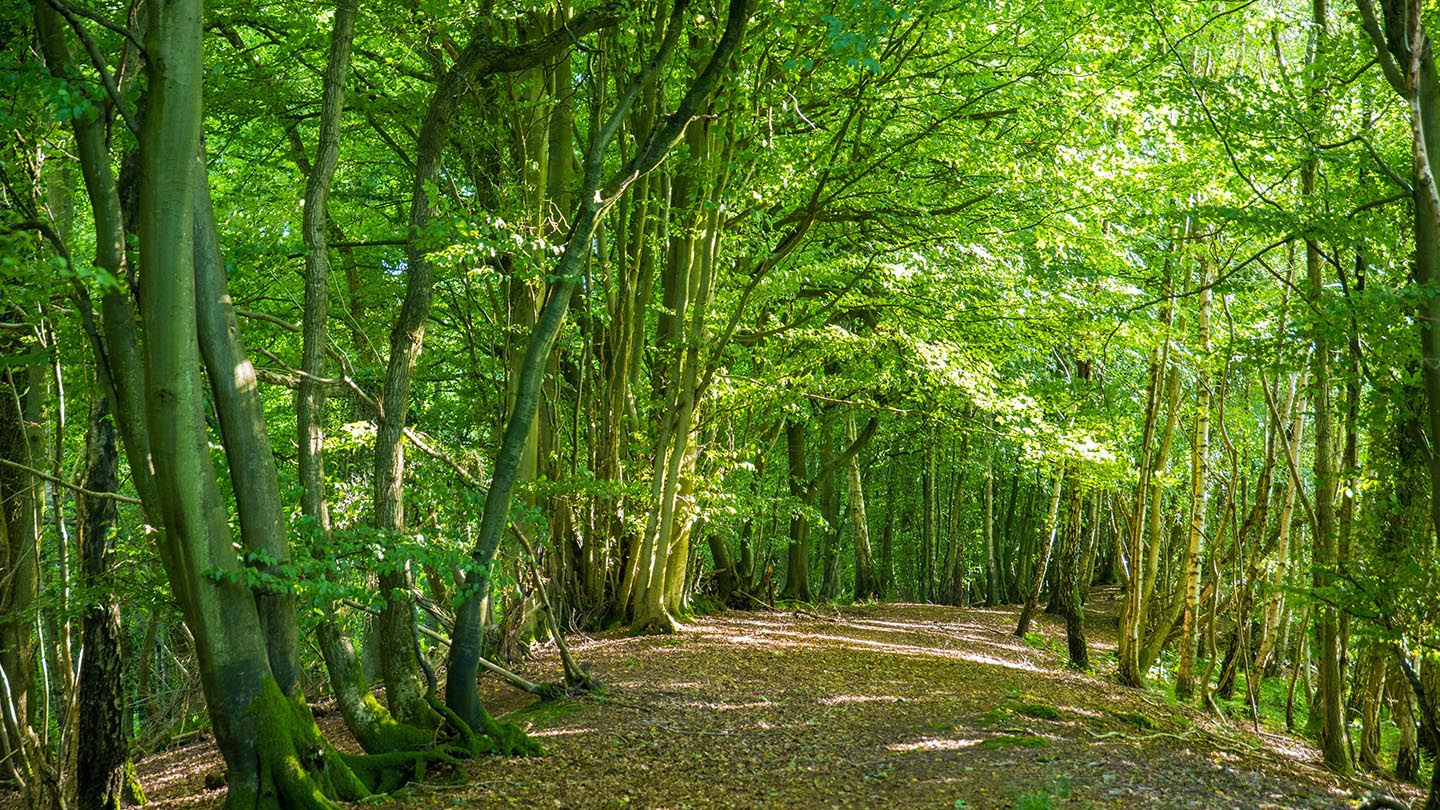 Priory Grove - Visiting Woods - Woodland Trust