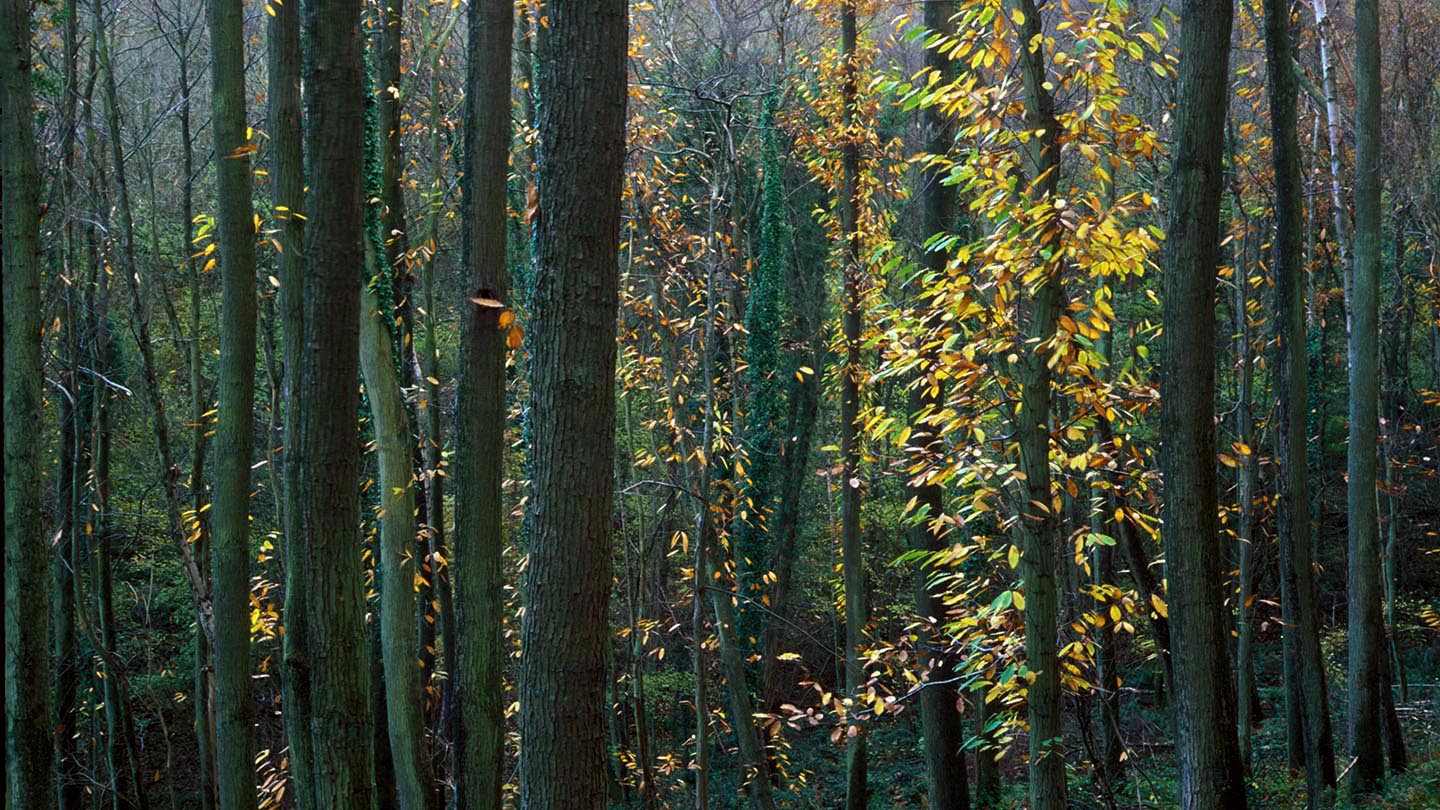 Priory Grove - Visiting Woods - Woodland Trust