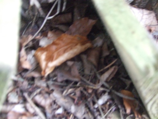 Darnley Mill and Waulkmill Glen - Woodland Trust