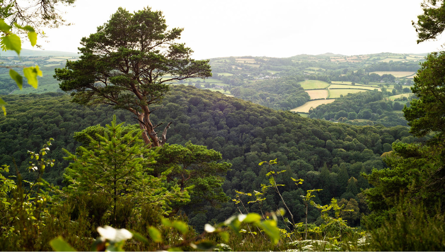 Agroforestry - Woodland Trust