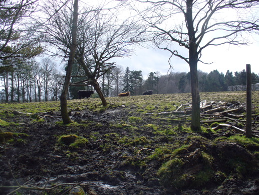 Muiravonside Country Park - Woodland Trust