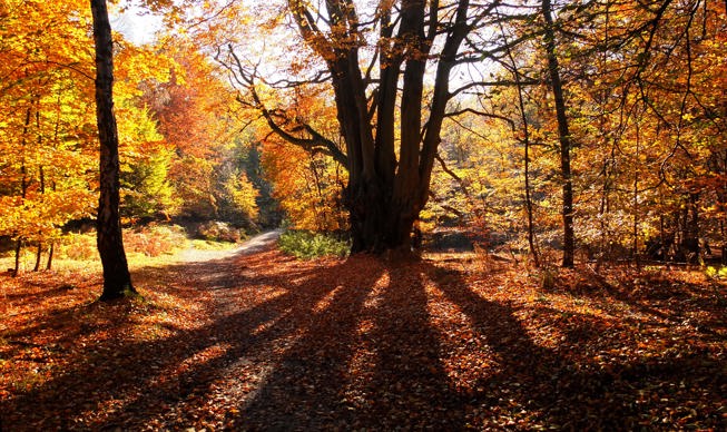 Hainault Forest Country Park - Woodland Trust