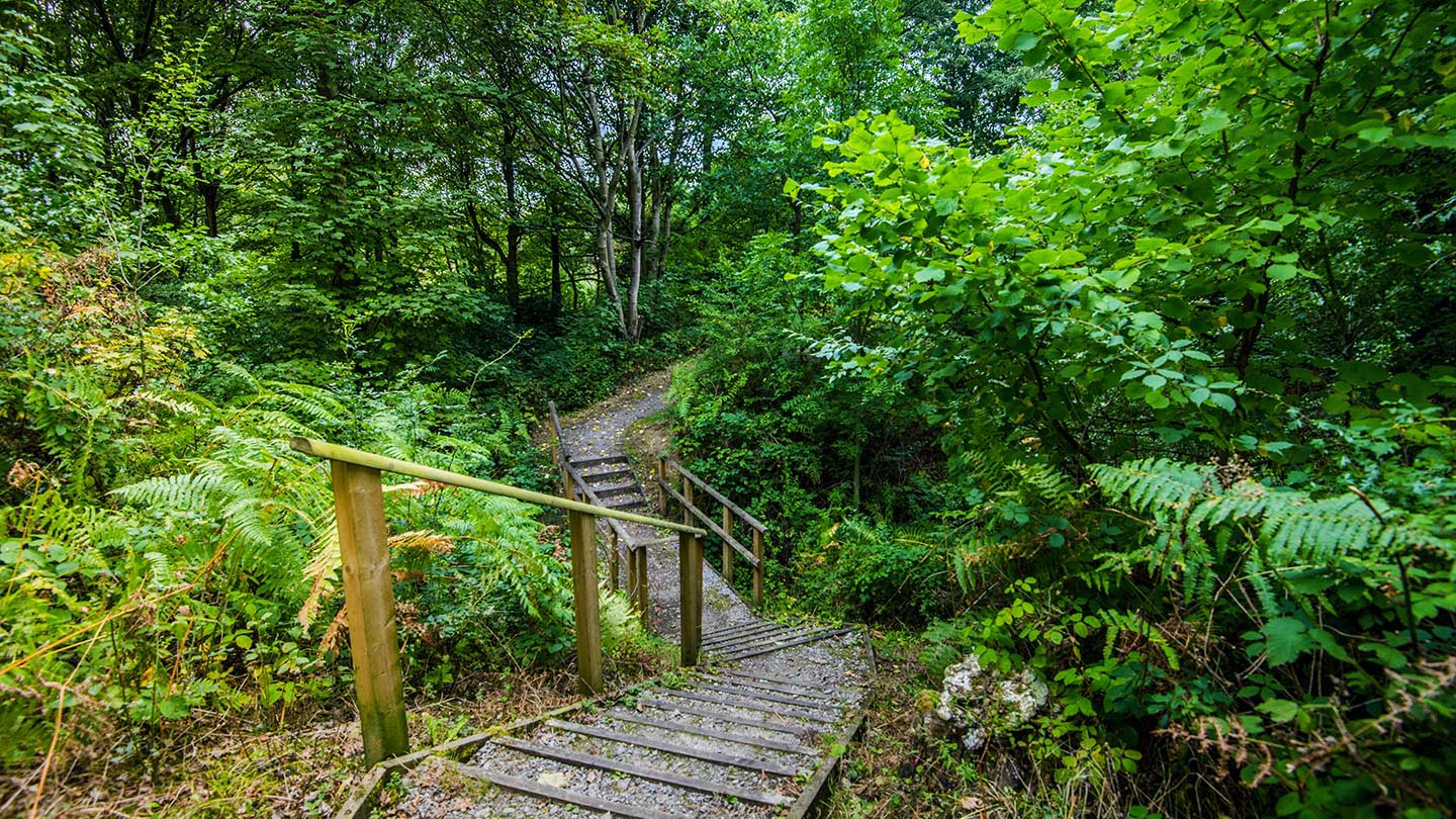 Railway Plantation - Visiting Woods - Woodland Trust