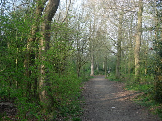 Hammonds Wood - Woodland Trust