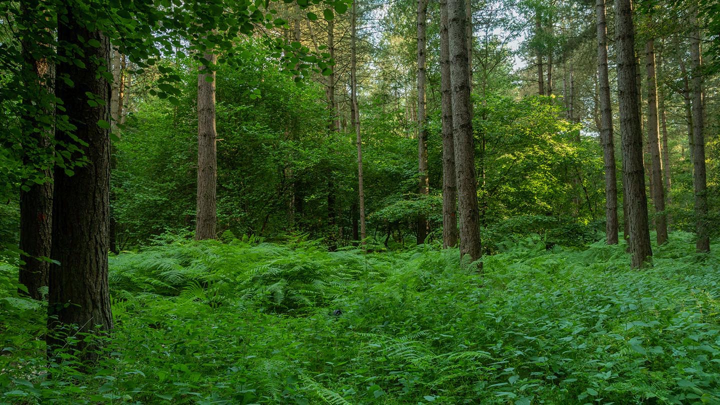 Reffley Wood - Visiting Woods - Woodland Trust