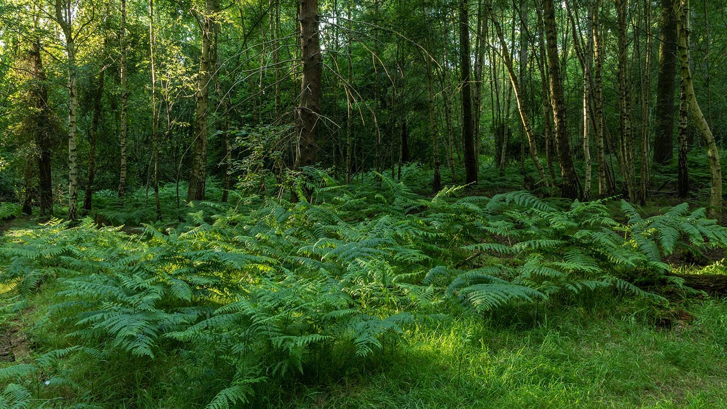 Reffley Wood - Visiting Woods - Woodland Trust