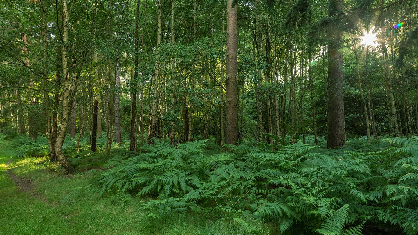 Reffley Wood - Visiting Woods - Woodland Trust