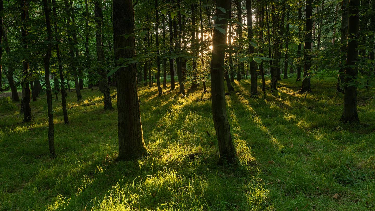 Reffley Wood - Visiting Woods - Woodland Trust