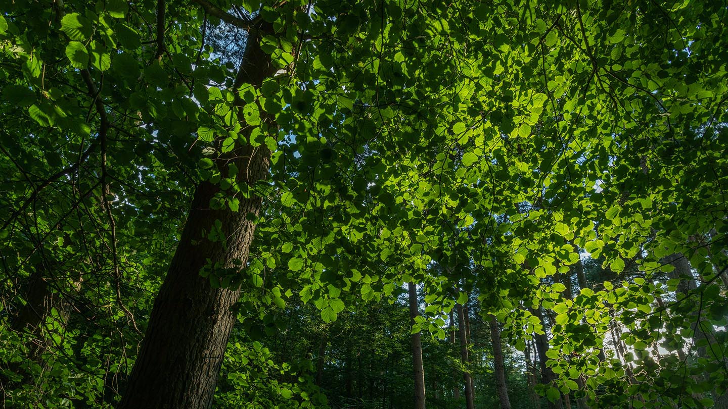 Reffley Wood - Visiting Woods - Woodland Trust