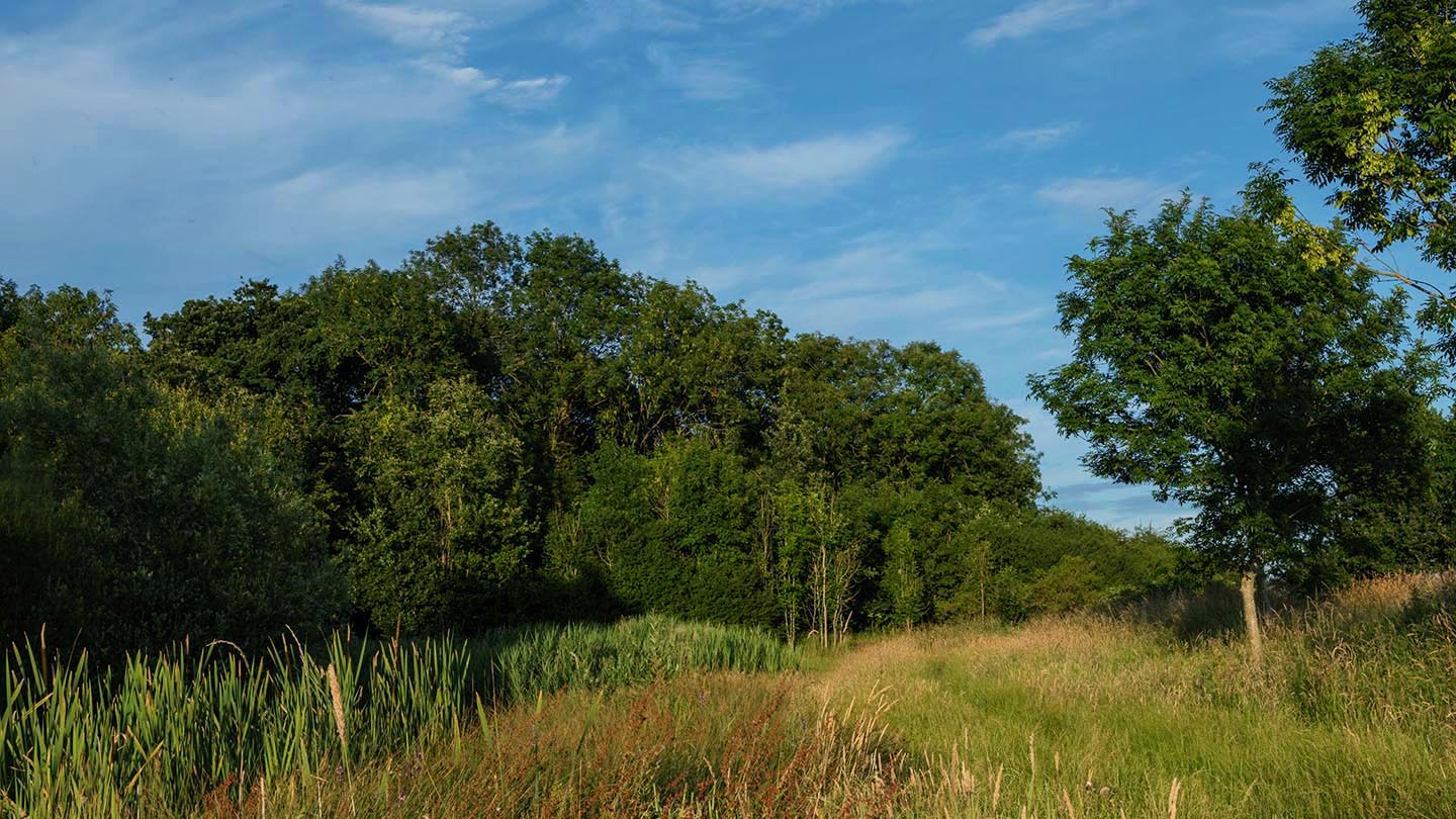 Reffley Wood - Visiting Woods - Woodland Trust