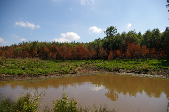 Swinley Forest - Woodland Trust