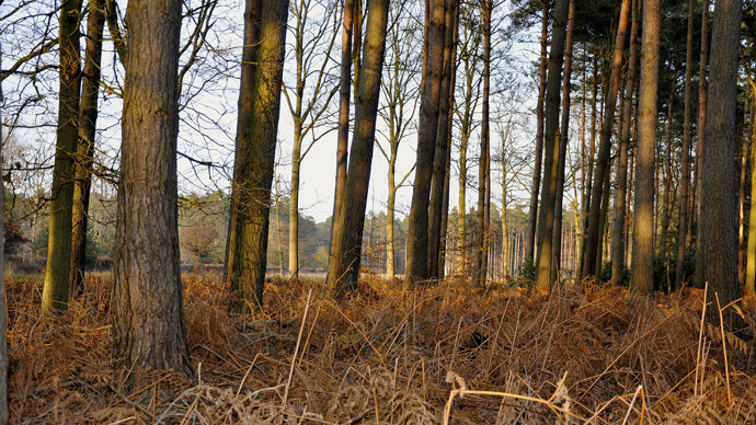 Swinley Forest - Woodland Trust