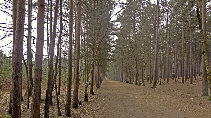Swinley Forest - Woodland Trust