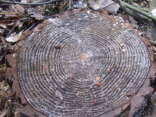 Swinley Forest - Woodland Trust