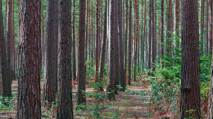 Swinley Forest - Woodland Trust