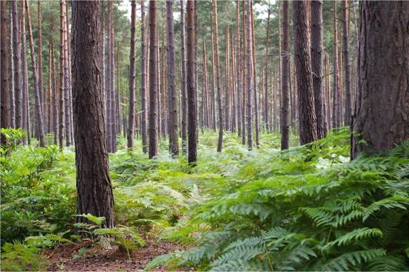 Swinley Forest - Woodland Trust