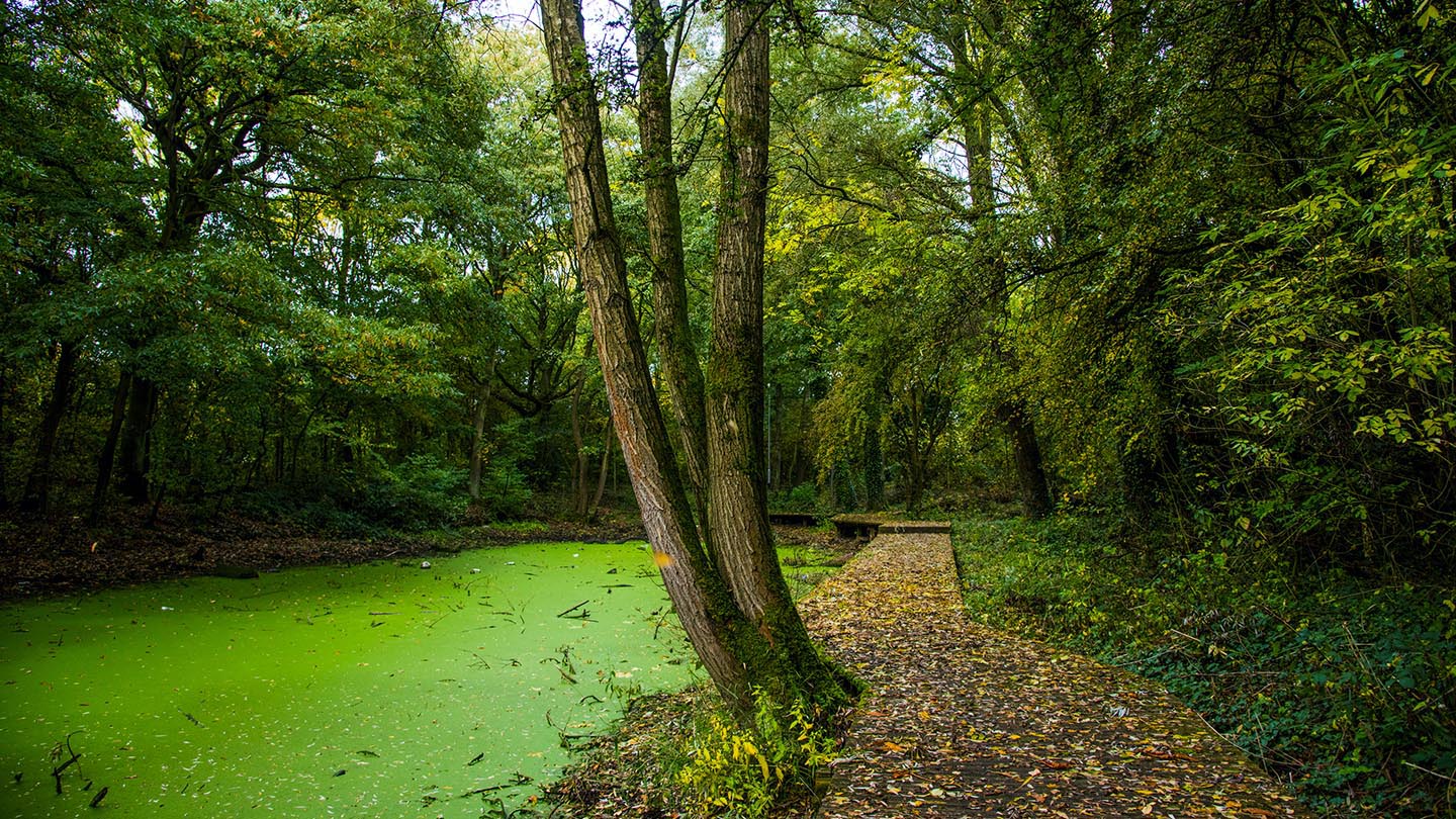 Small Woods in Oakwood - Woodland Trust