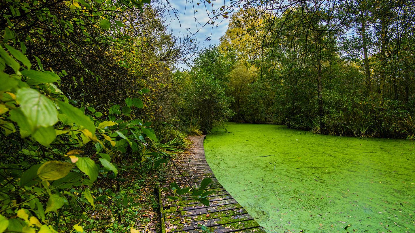 Small Woods in Oakwood - Woodland Trust