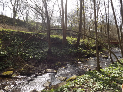 Quarrymill Woodland Park - Woodland Trust