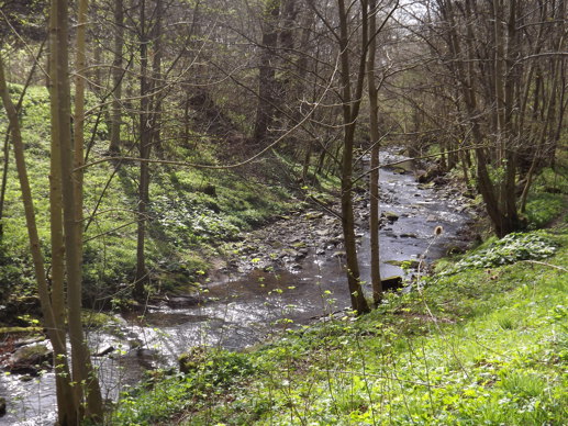 Quarrymill Woodland Park - Woodland Trust
