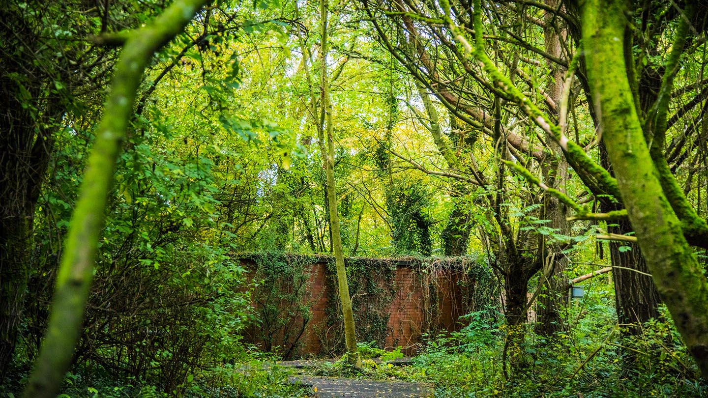 Small Woods in Oakwood - Woodland Trust