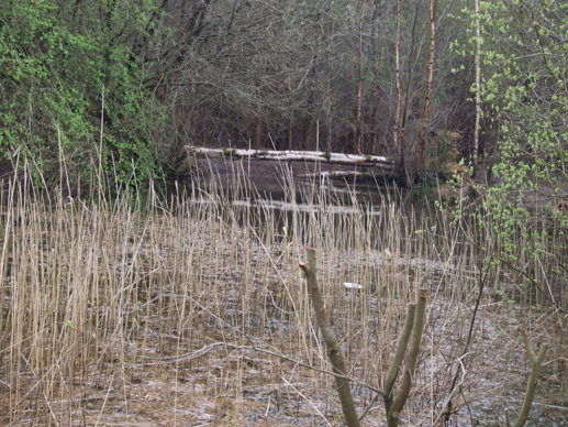 Forest of Bere - Creech Wood - Woodland Trust