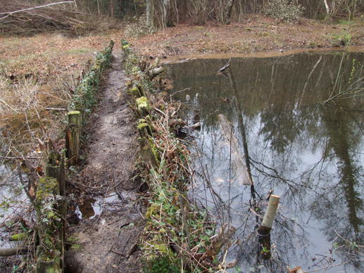 Forest of Bere - Creech Wood - Woodland Trust
