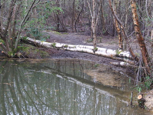 Forest of Bere - Creech Wood - Woodland Trust