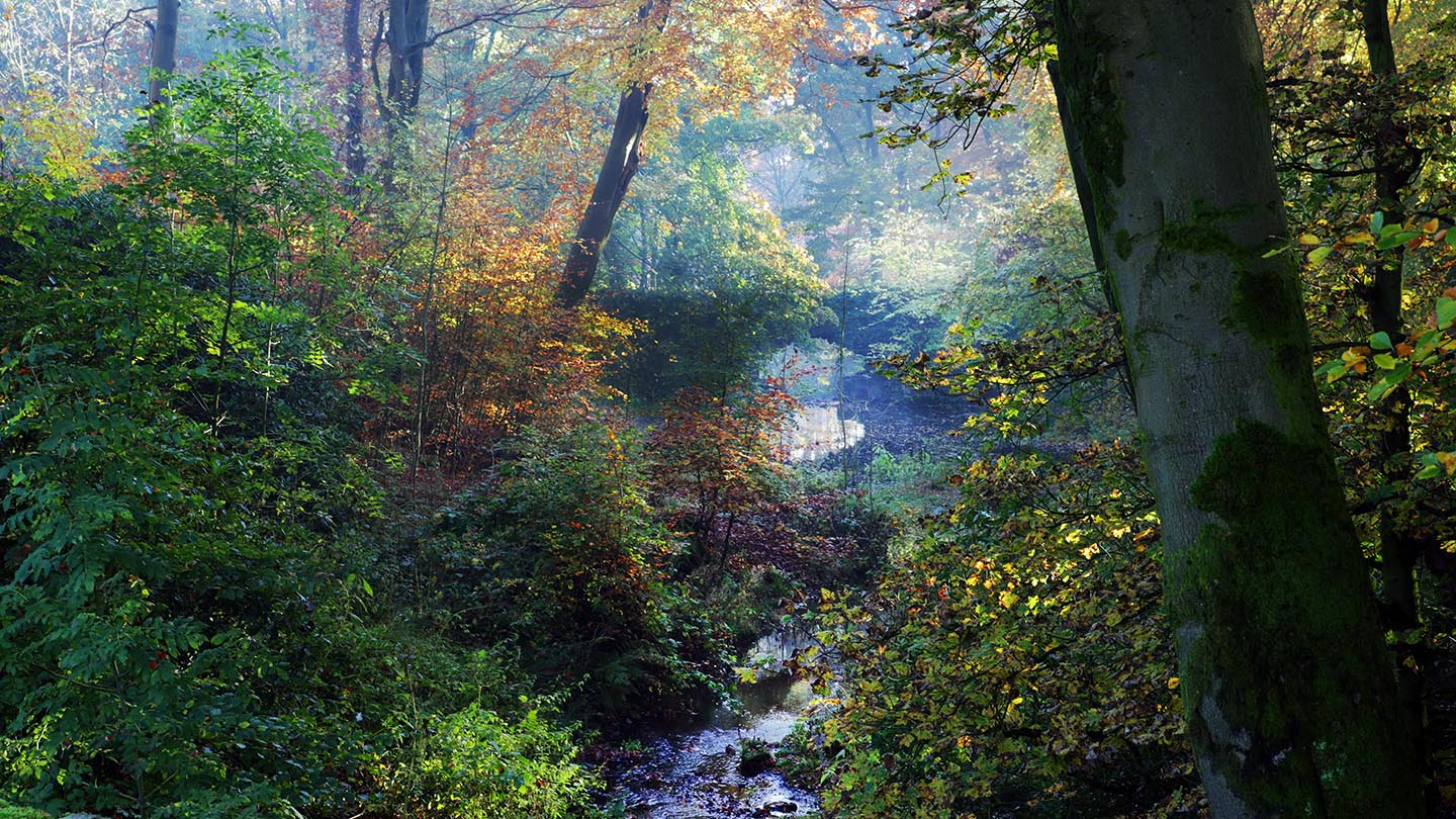 Smithills Estate - Visiting Woods - Woodland Trust