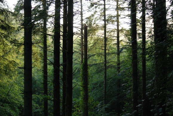 Shell Woods - Woodland Trust