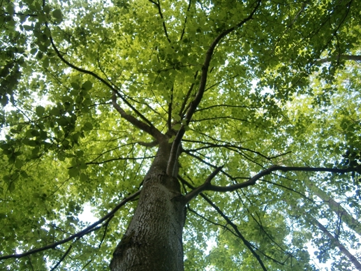 Deepdale Wood - Woodland Trust