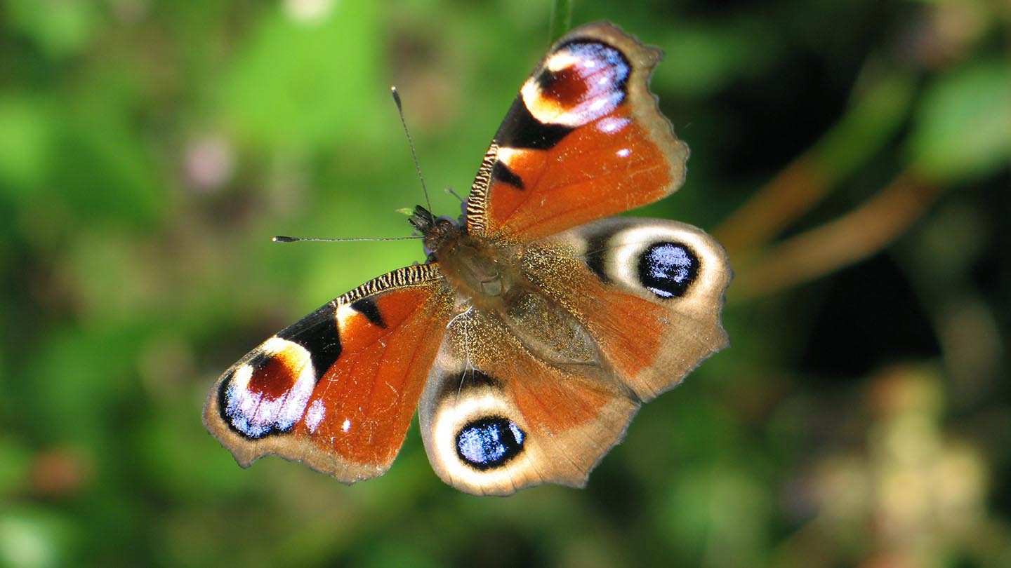 Spud Wood - Visiting Woods - Woodland Trust