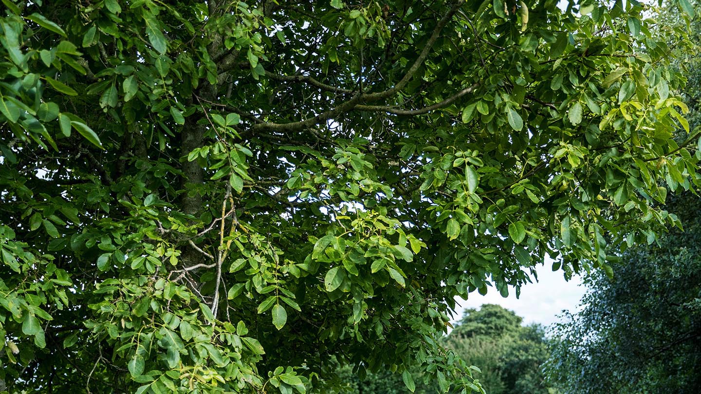 Spud Wood - Visiting Woods - Woodland Trust