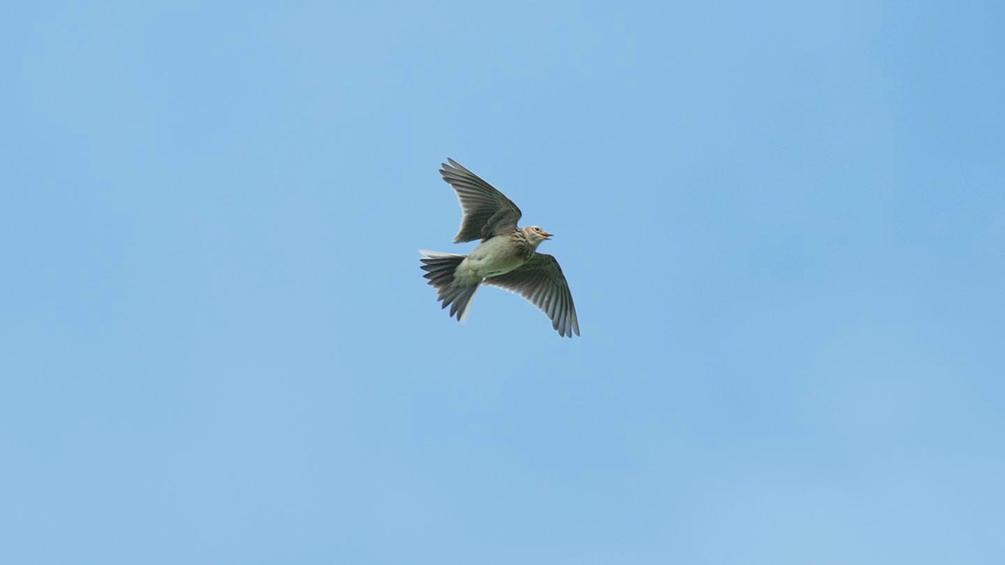 Spud Wood - Visiting Woods - Woodland Trust
