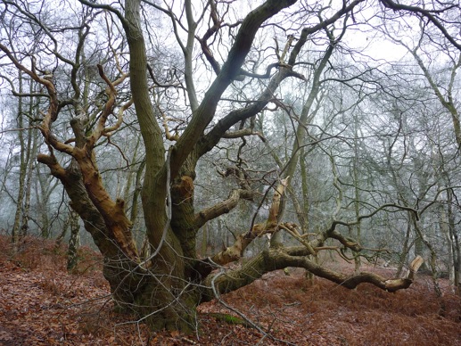 Bulkeley Hill - Woodland Trust