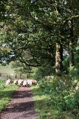 National Museum of Rural Life - Wester Kittochside Farm - Woodland Trust