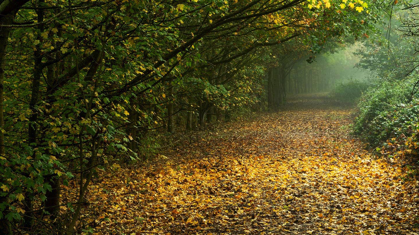 Stratfield Brake - Visiting Woods - Woodland Trust