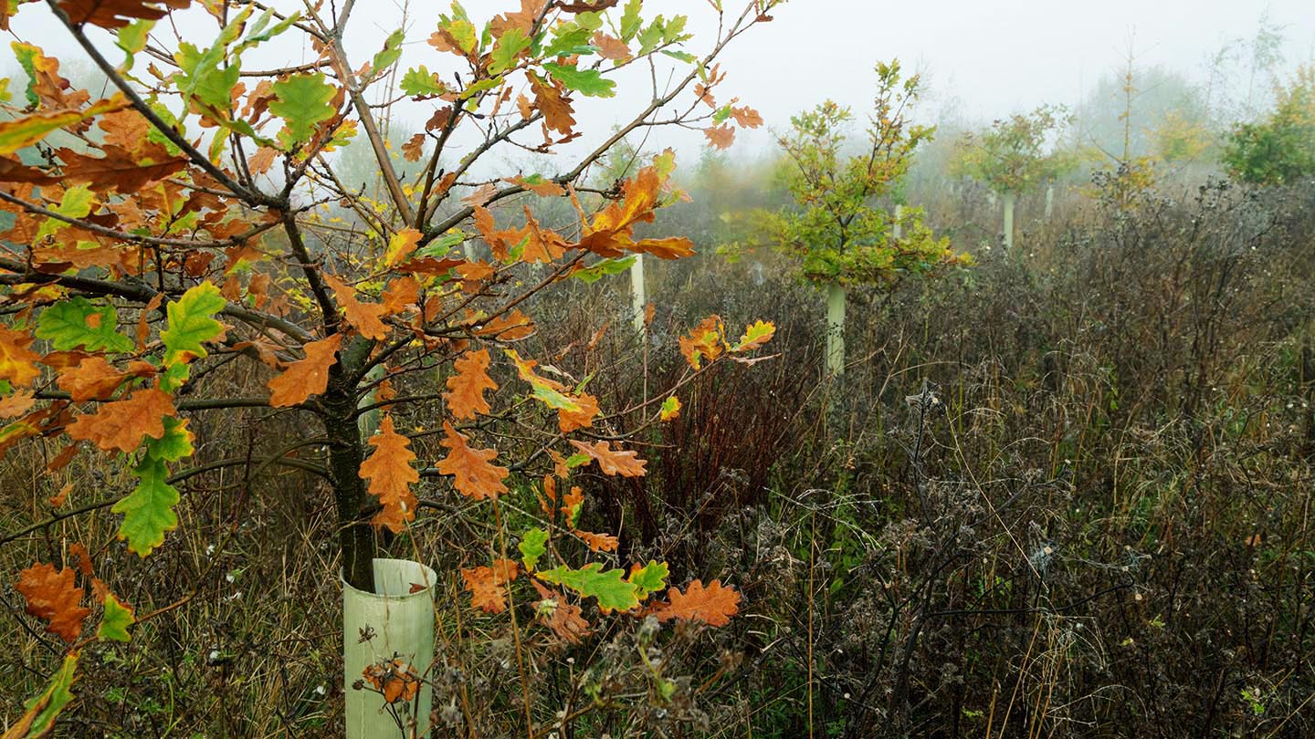 Stratfield Brake - Visiting Woods - Woodland Trust