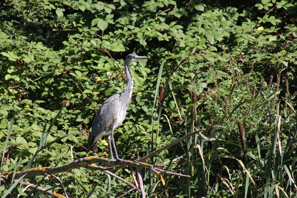 Epping Forest - Wanstead Park - Woodland Trust