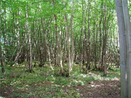 Denge & Pennypot Wood - Woodland Trust