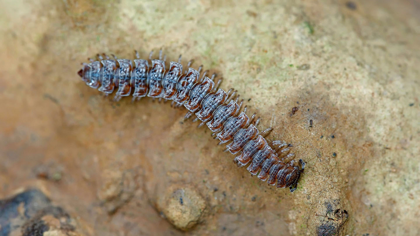 Flat-Backed Millipede (Polydesmus angustus) - Woodland Trust