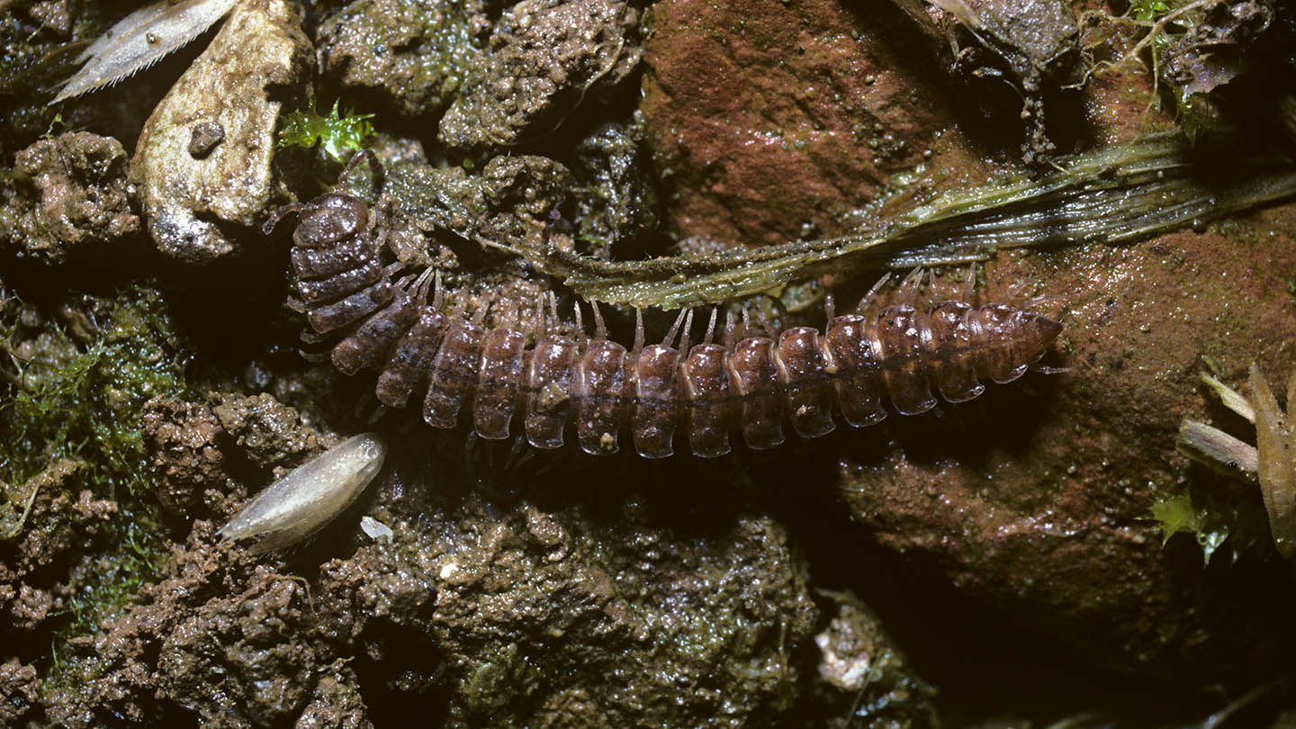 Flat-Backed Millipede (Polydesmus angustus) - Woodland Trust