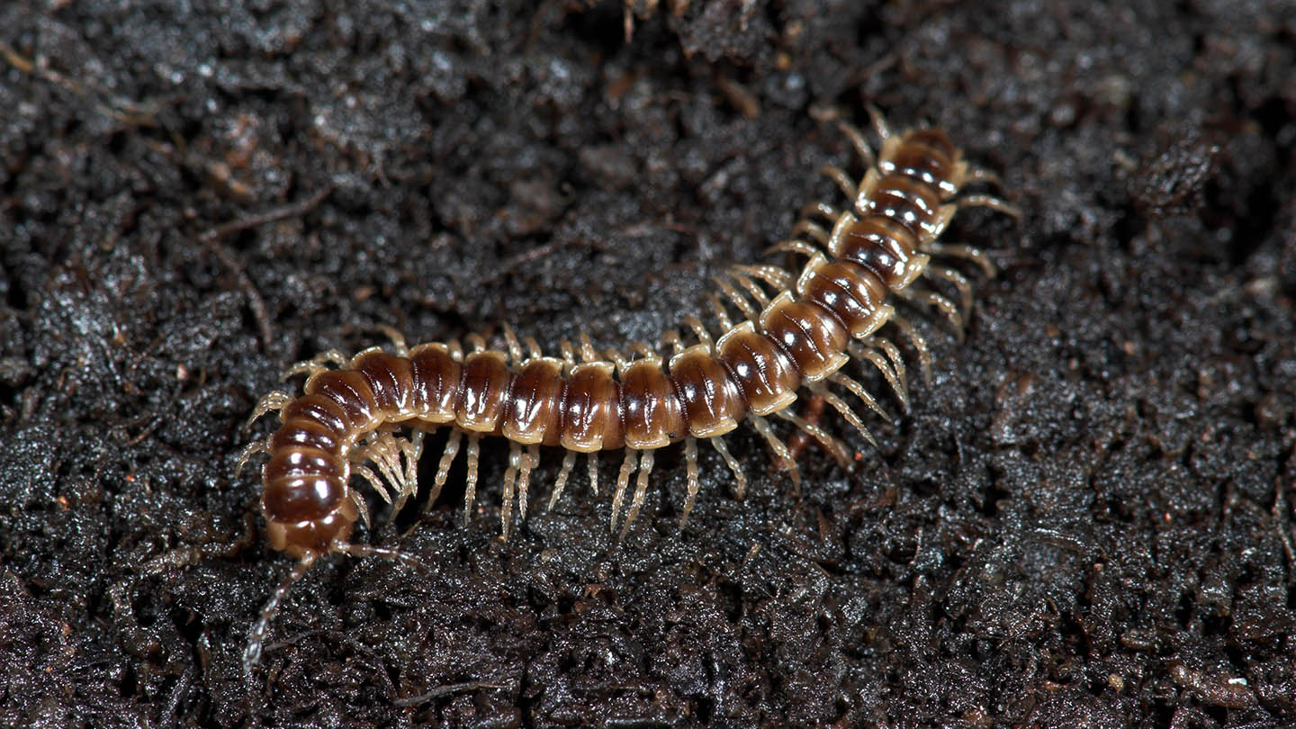 Flat-Backed Millipede (Polydesmus angustus) - Woodland Trust