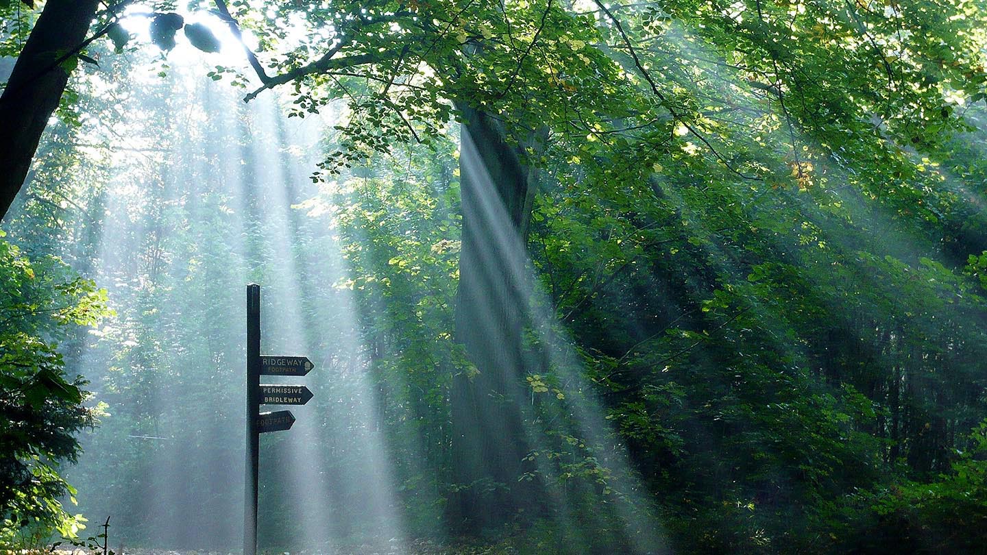 Tring Park - Visiting Woods - Woodland Trust