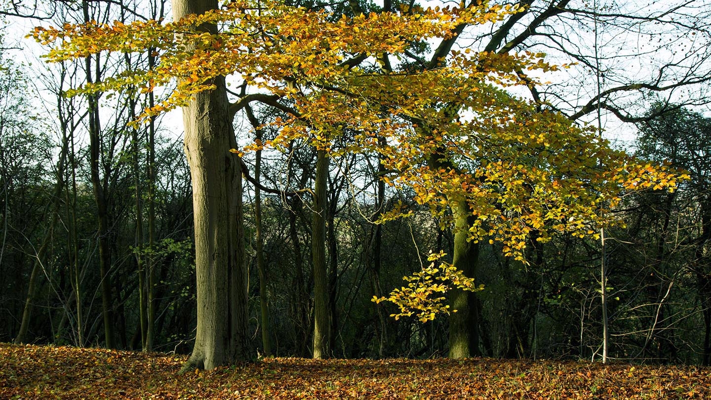 Tring Park - Visiting Woods - Woodland Trust