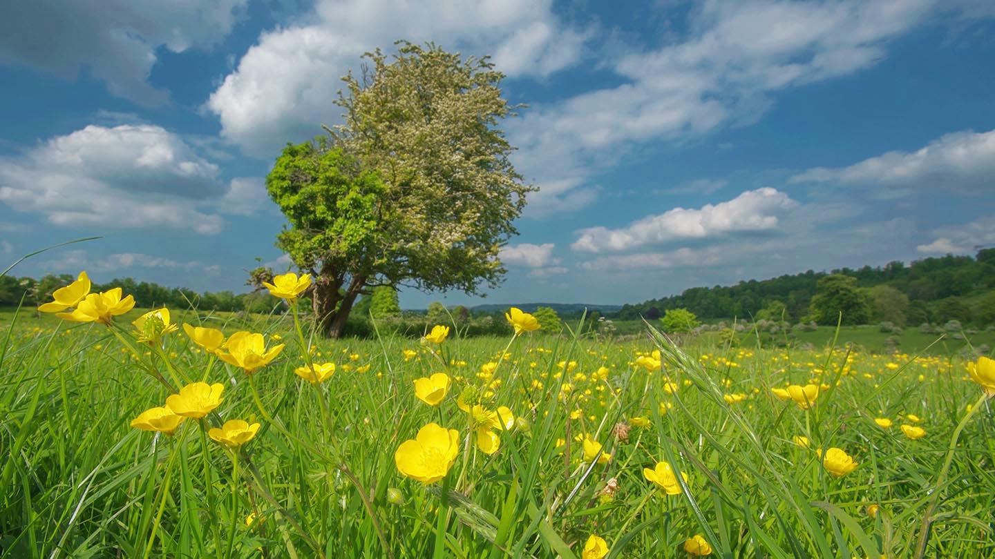 Tring Park - Visiting Woods - Woodland Trust