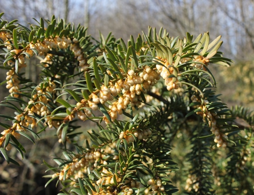 Wick Woodland - Woodland Trust